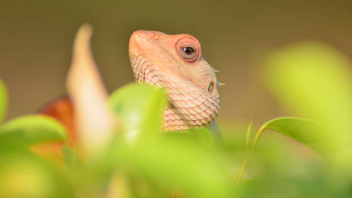 Iran: Western lizards join ‘spy’ pigeons, squirrels sent to track its ...