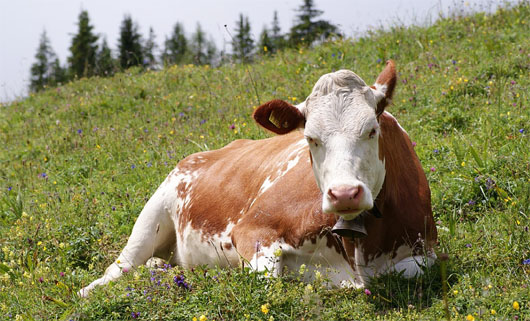 CNN and PBS agree: Cows and other livestock are bad news – World ...